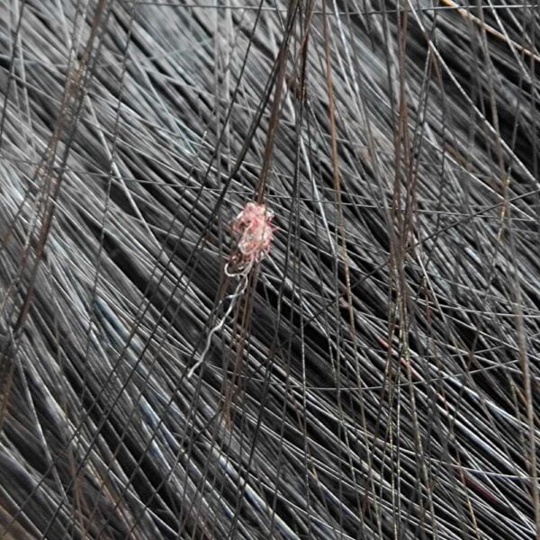 How To Test Virgin Hair The Best 5 Methods You Should Know